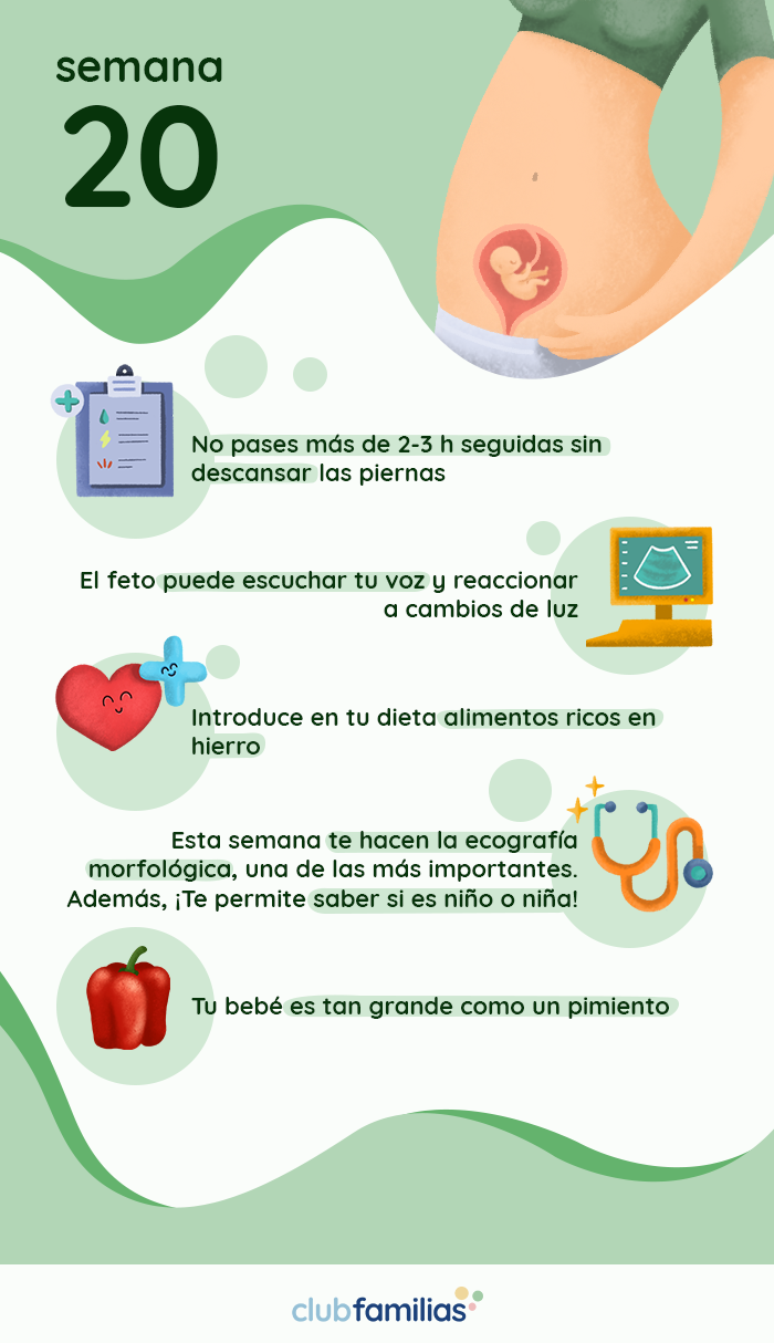 Semana 20 de embarazo | Club Familias