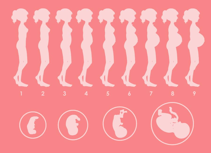 La evolución del útero en el embarazo